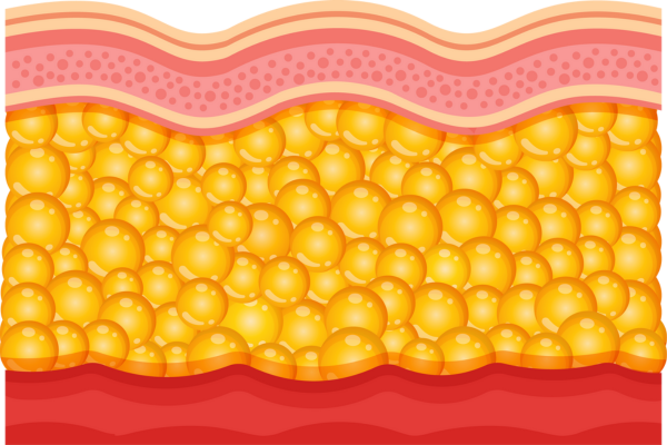 Lipolysis vs. Lipogenesis: Understanding the Molecular Mechanisms ...
